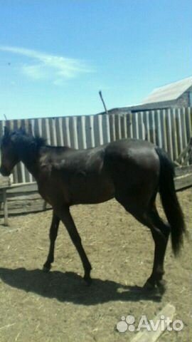 Жеребец 1 год