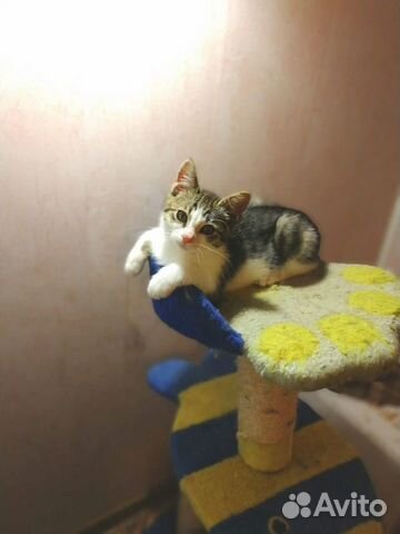 Котёнок девочка 2 мес в добрые руки