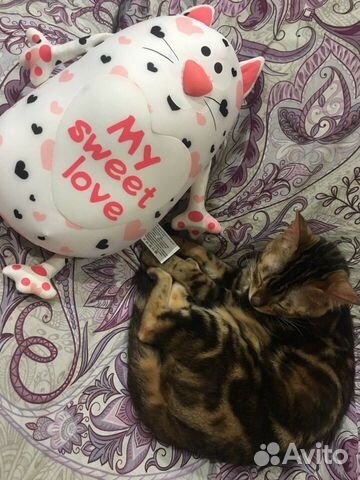 Британская кошка