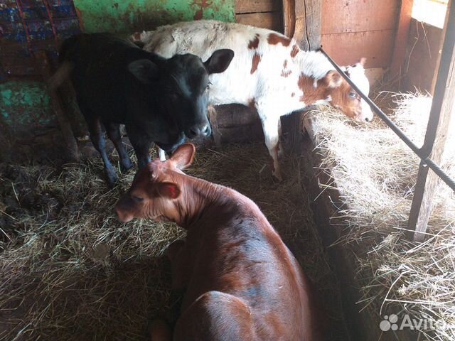 Продаются подсосные телята