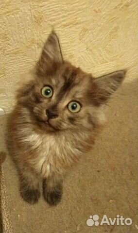 Котенок мальчик в добрые руки