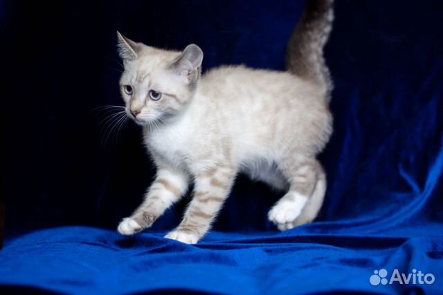 Тайский котёнок, 3 месяца
