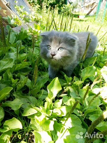Невероятно красивый котенок ищет свой дом
