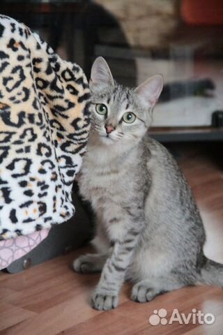 Особенный котенок в дар