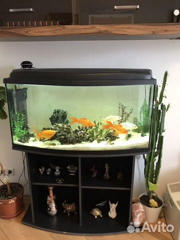 Аквариум с рыбками (кои и золотой карась)