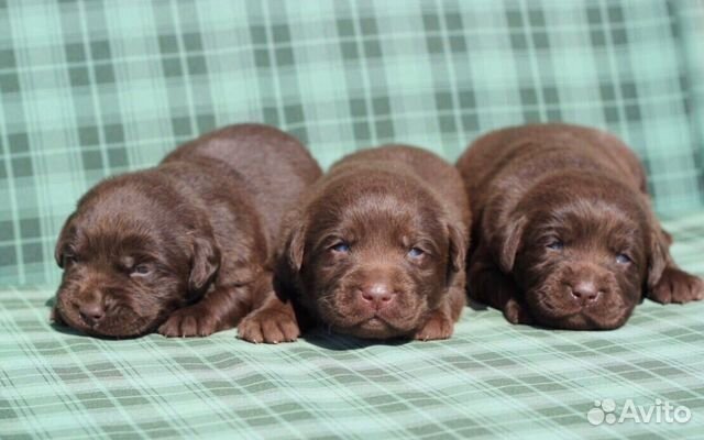 Щенки Лабрадор-ретривера