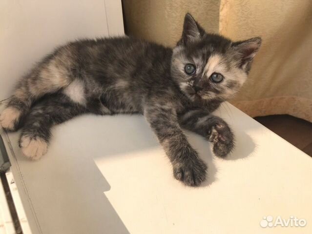 Шотландская кошечка