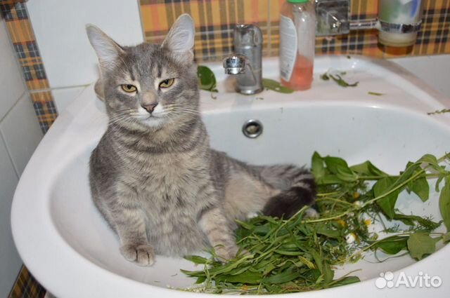 Котенок Максвел ищет друзей