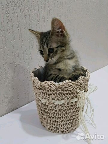 Малютка тэмми ищет любящую семью