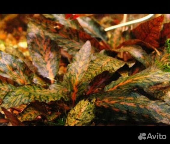 Растения для аквариума