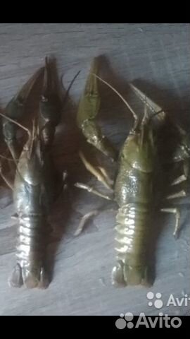Живые раки от 80 до 250 г