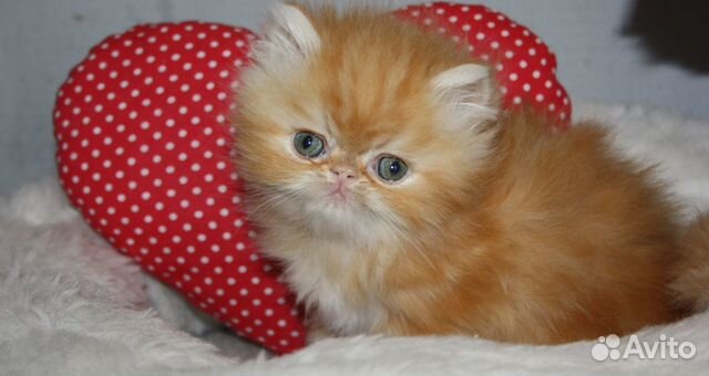 Мальчики персики