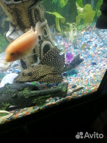 Сом прилепала