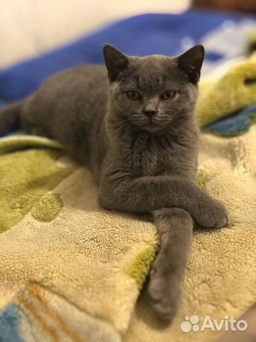 Британский самец