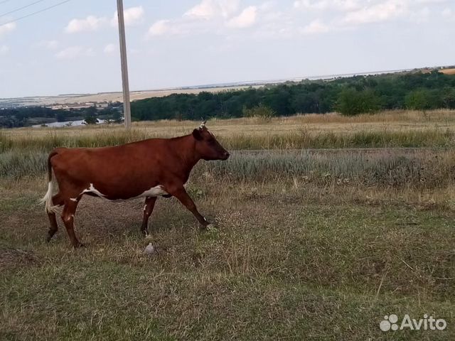Корова