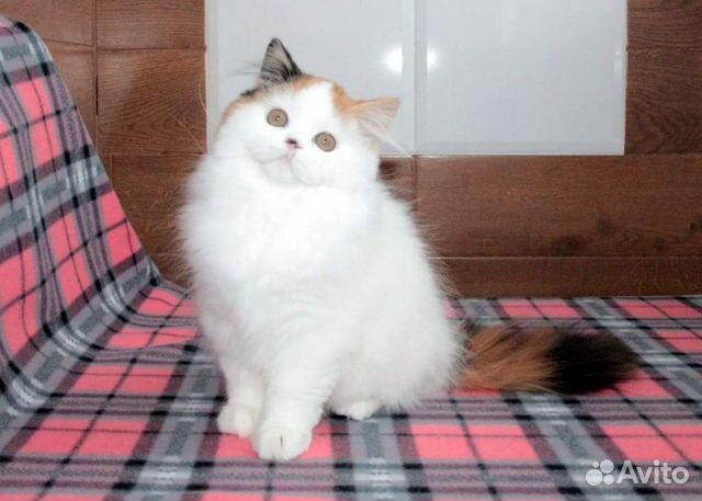 В добрые руки шотландская кошка