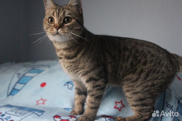 Милая шотландская кошечка