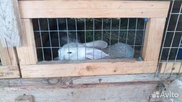 Кролики помесные