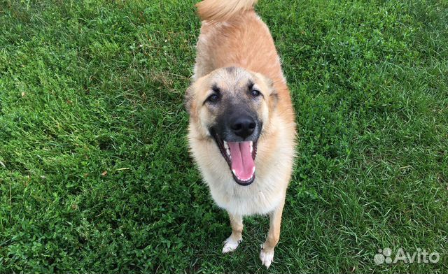 Щенок ищет дом
