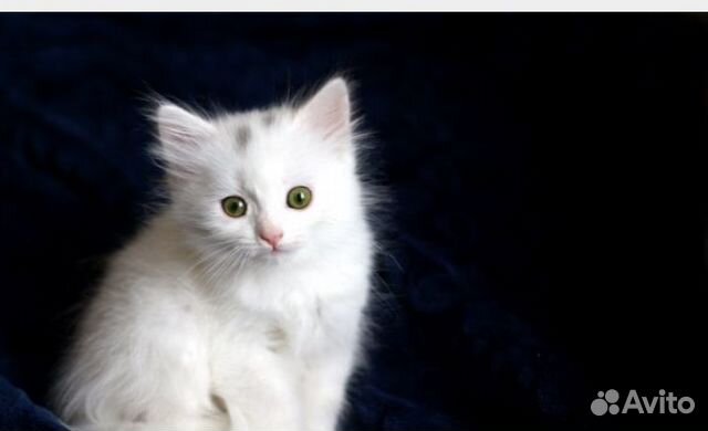Возьму котёнка турецкой ангоры