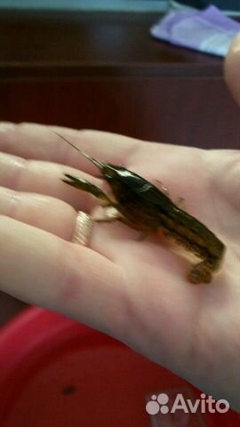 Мраморный рак