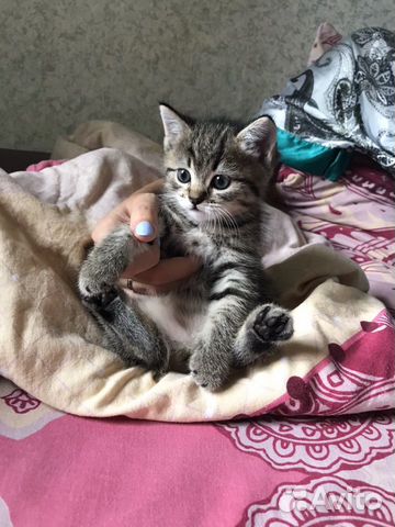 Котята