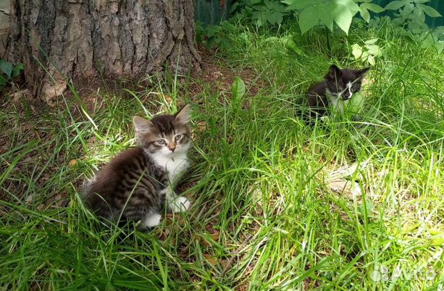 Очень красивые и воспитанные котята в дар