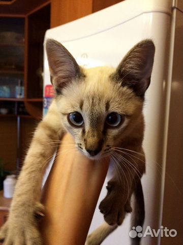 Ласковый котик ищет дом