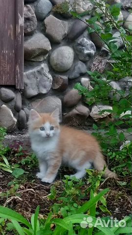 Котик в подарок