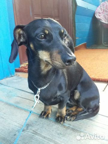 Кроличья такса ищет добрых друзей