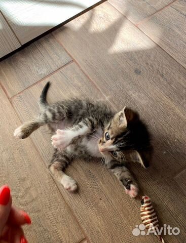 Котенок 1.5 месяца, мальчишка