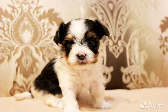 Мальчишка Бивер