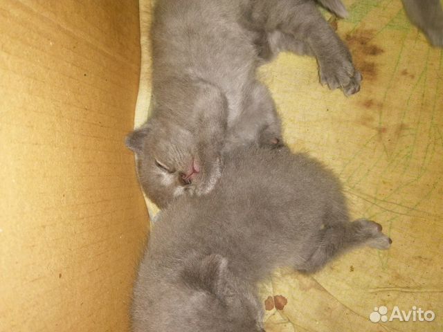 Котята