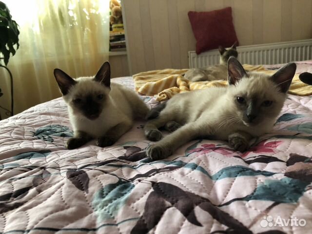 Мекогонский бобтейл, котята