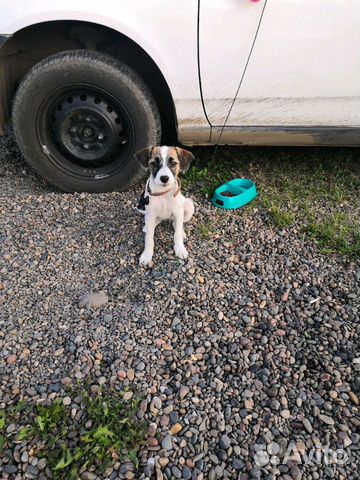 Щенок джек рассел терьер, девочка