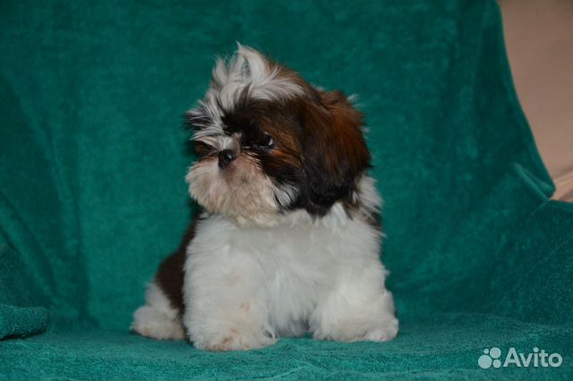 Щенки ши-тцу