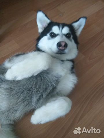 Щенок Хаски 6 мес