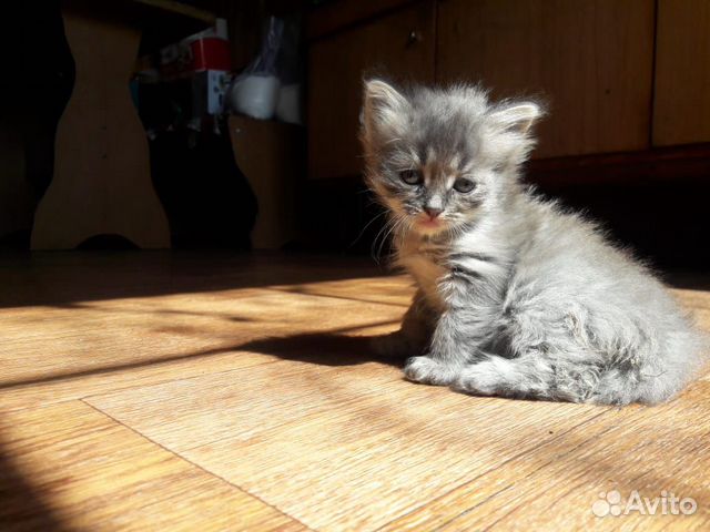 Котята почти породистые