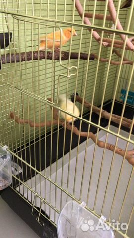 Канарейки девочки 2 штуки