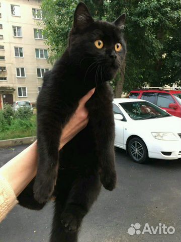 Британская кошечка
