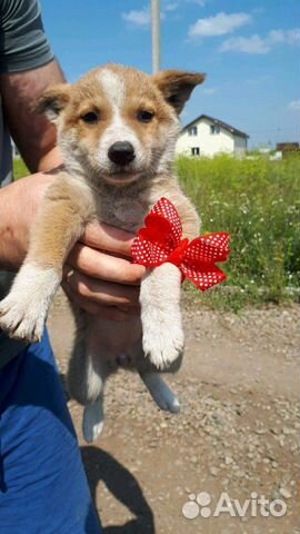 Щенята бесплатно