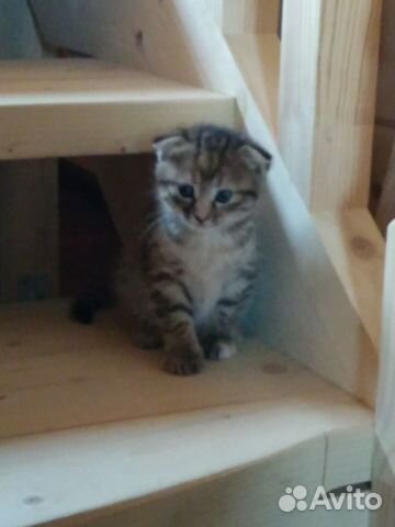 Породистый котенок