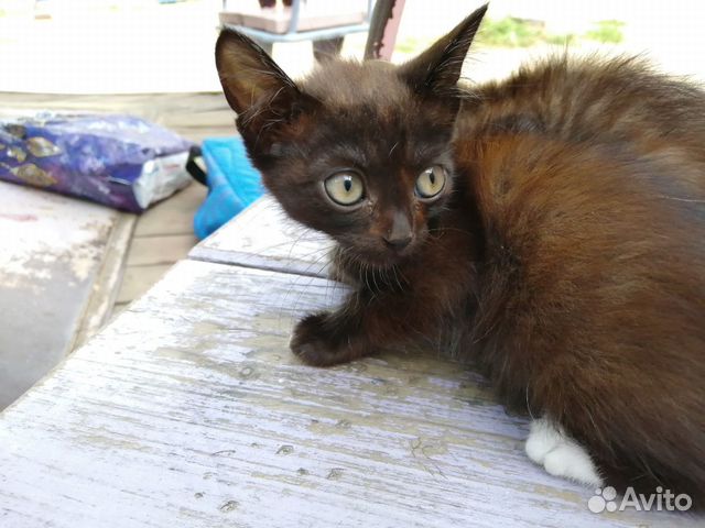 Котята в дар. возьмите будет счастье вам