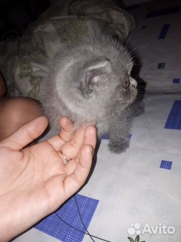 Кошки