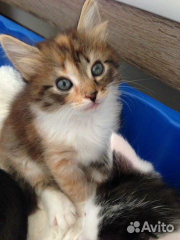 Котенок Лисичка