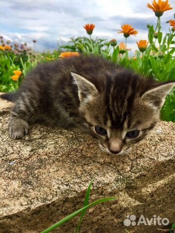 Котята смешанные с сибирским котом