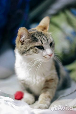 Луша ищет дом