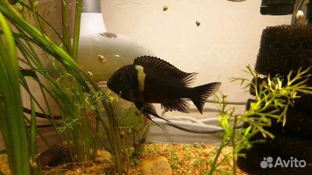 Трофеус звездчатый (Tropheus duboisi) 10см