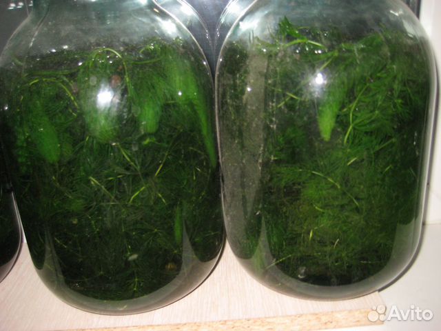 Роголистник, 1 банка