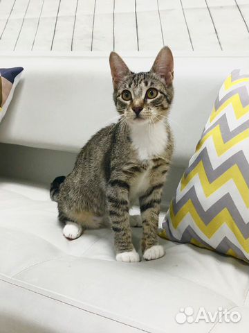 Компот и Карамелька